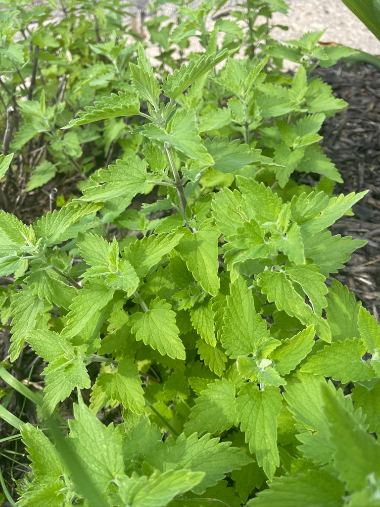 The Benefits of Catnip: More Than Just for Cats